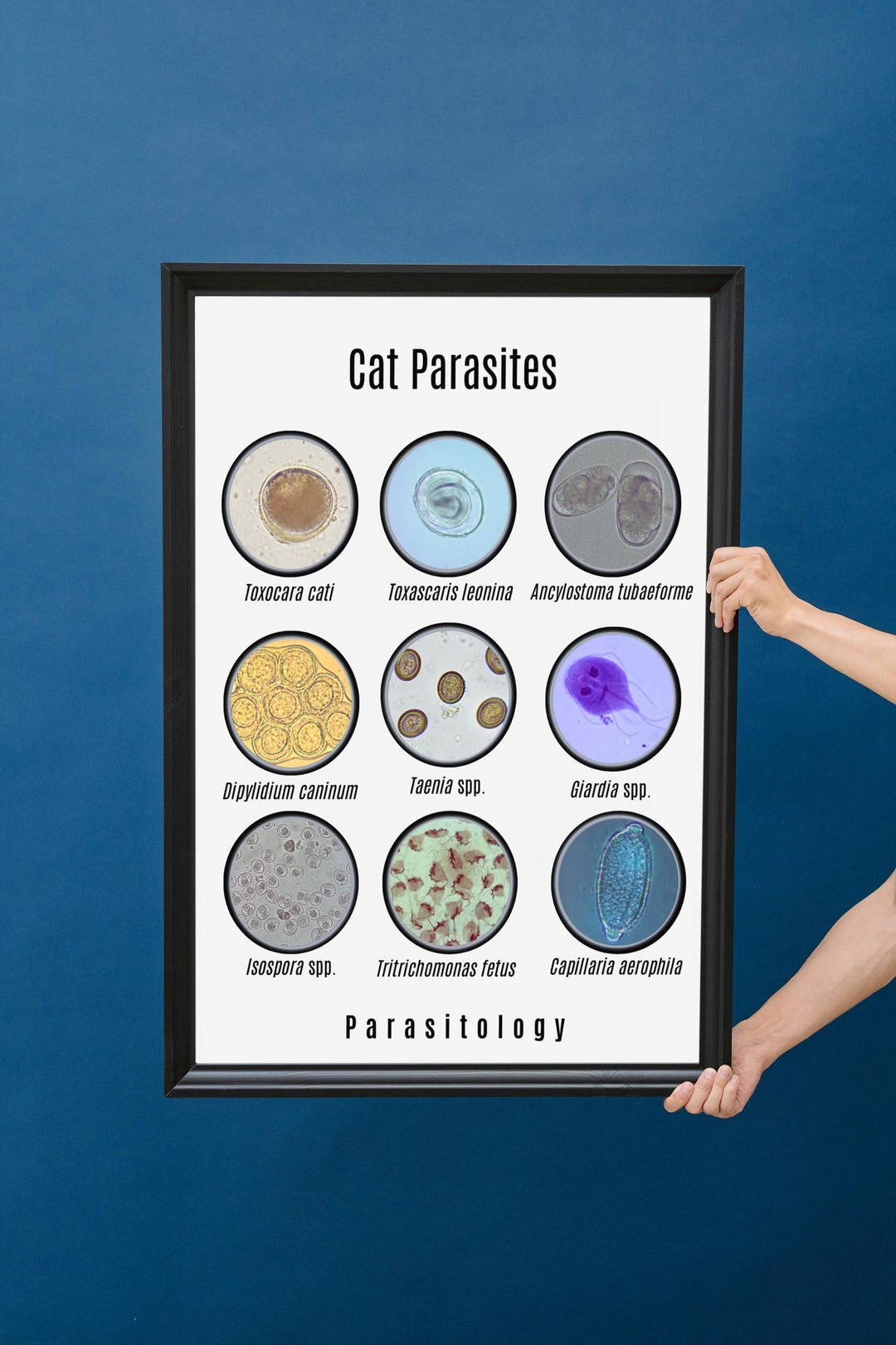 Cat Parasites Identification Chart: Veterinary Parasitology Poster ...