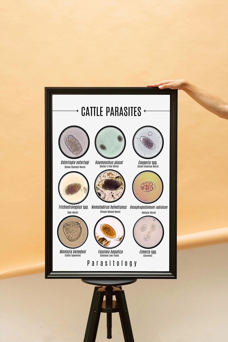 Cattle Parasites Identification Poster- Educational Parasitology Poster ...
