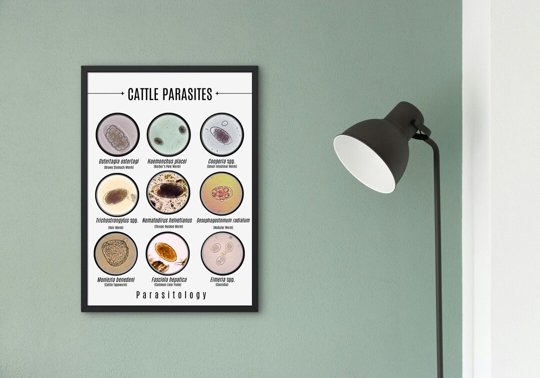 Cattle Parasites Identification Poster Educational Parasitology Poster ...