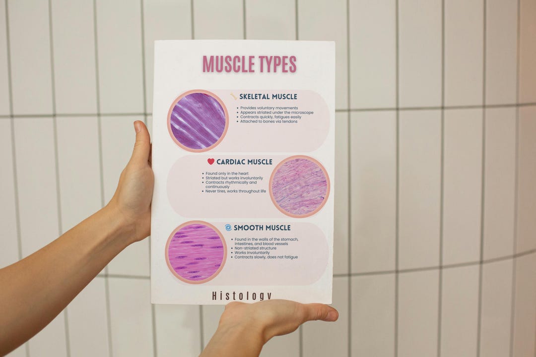 Educational Muscle Types Chart: Skeletal, Cardiac, Smooth Muscles ...