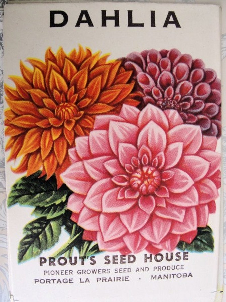 Beautiful VINTAGE Seed Packet Perfect to Frame Great Gift for Gardener ...