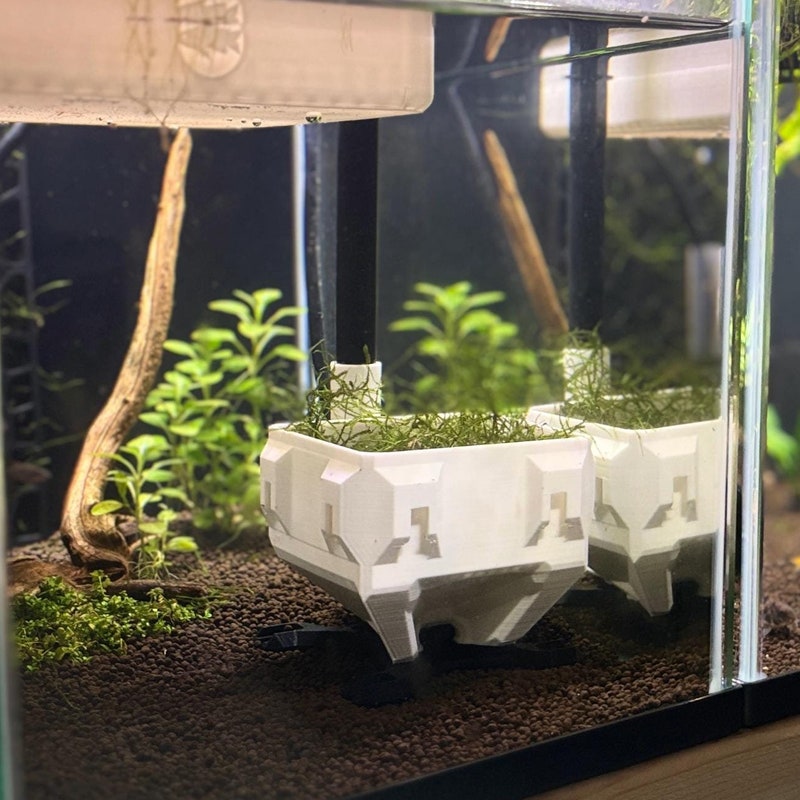 Fish Eggs in Aquarium - Etsy