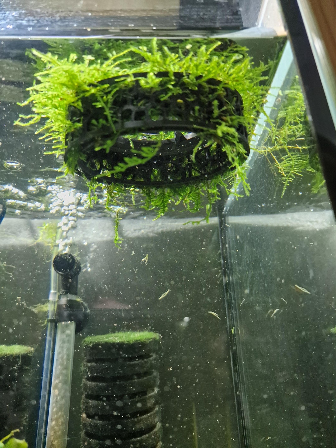 Aquatic Terrarium Floating Moss Plant Raft Ring Mini Ecosystem for Fish ...