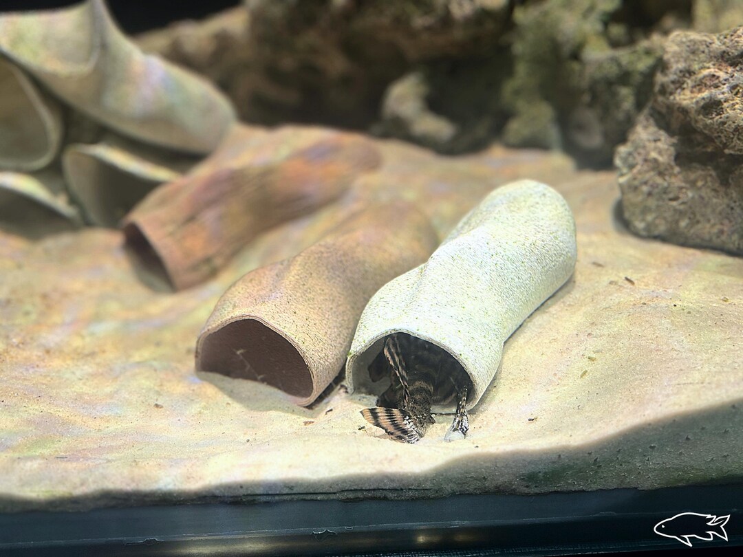 Pleco Log Cave | Natural Retreat for Breeding & Hiding in Aquariums ...