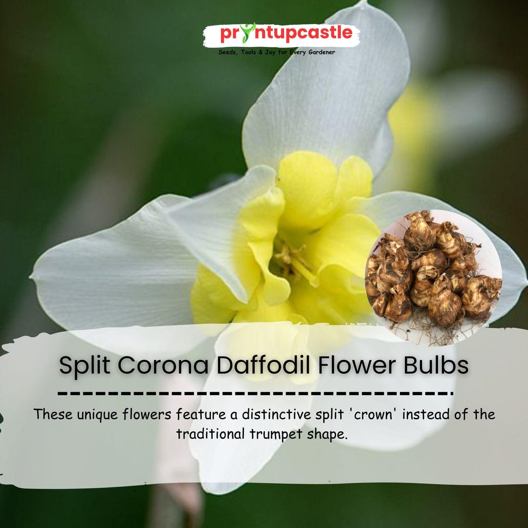25 Smiling Twin Split Corona Daffodil Bulbs, 16/18cm, Fall Planting ...