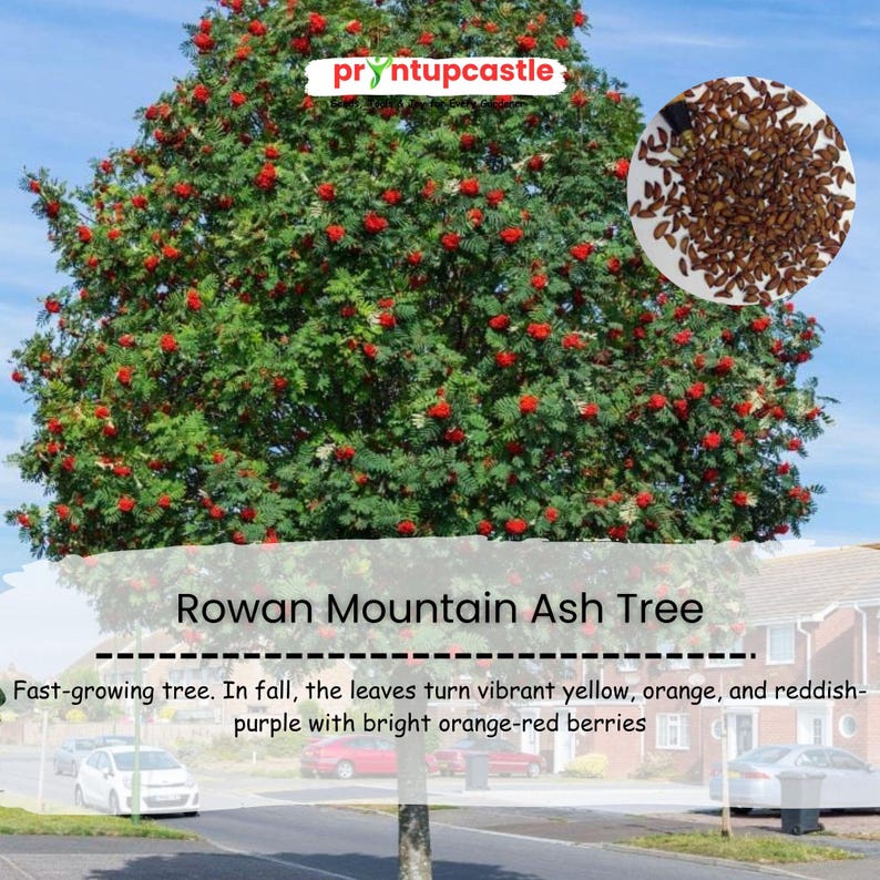 Rowan European Mountain Ash Tree Seeds | Sorbus Aucuparia | Fast Fall ...
