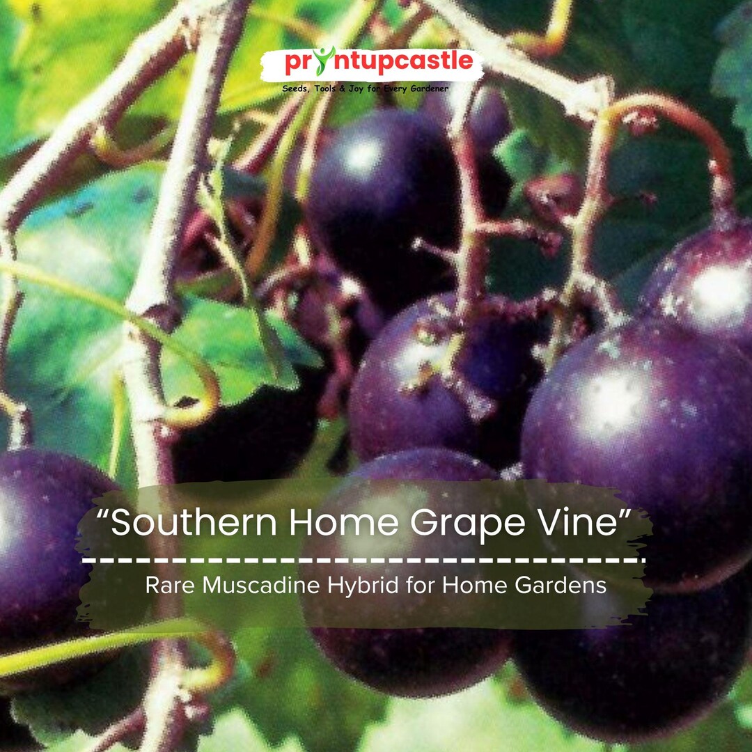 Southern Home Muscadine Grape Vine: Live Starter Plant, Self-fertile - Etsy