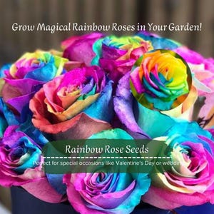 80+ Rainbow Rose Seeds for Planting Outdoor – Rare Multi Color Roses ...