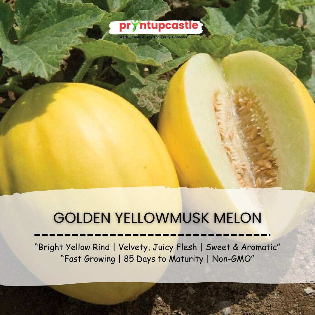 10 Organic Golden Yellow Musk Melon Seeds – Corral Honeydew | Non-gmo ...