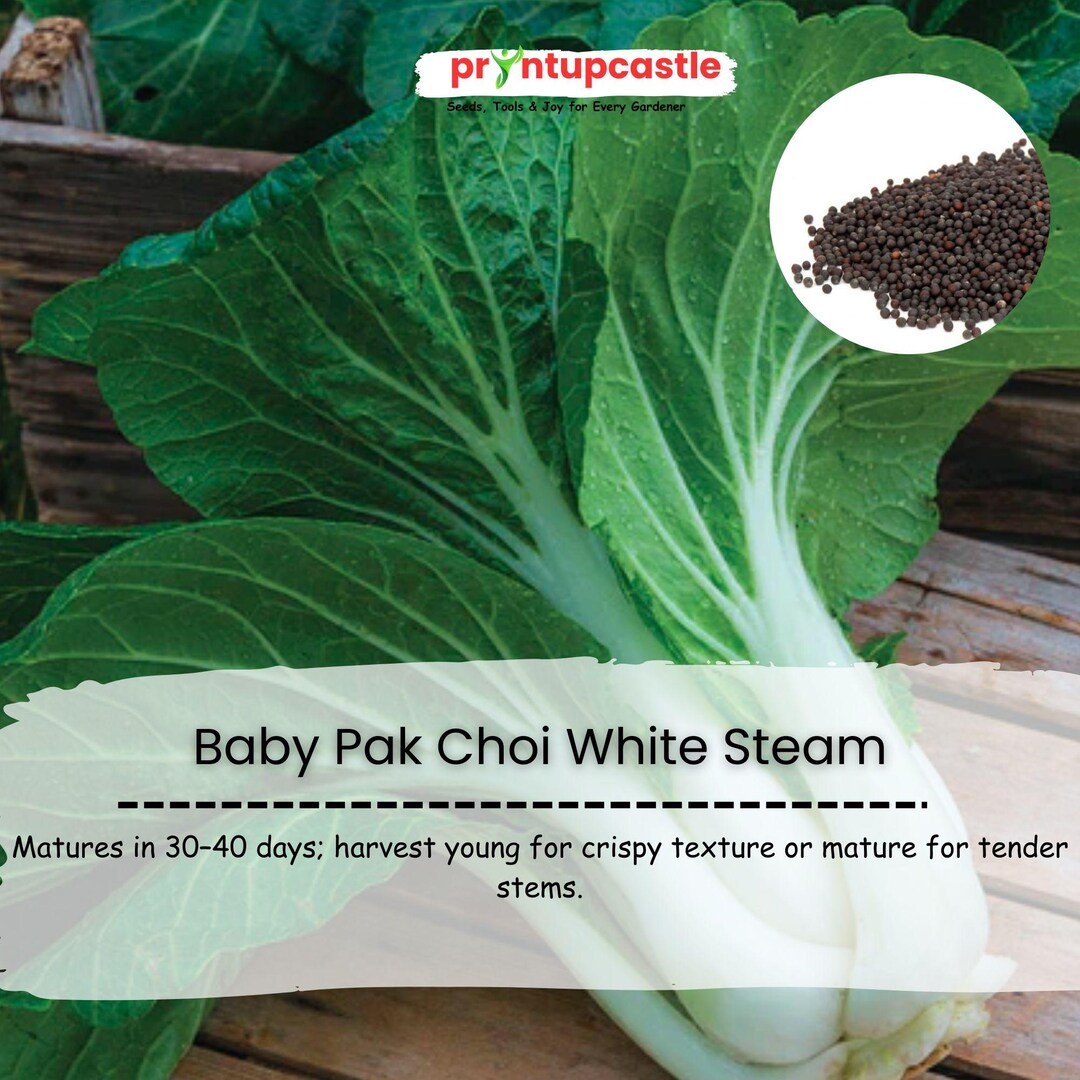 200 Canton Milky White Pak Choi Seeds: Fast-growing Bok Choy - Etsy