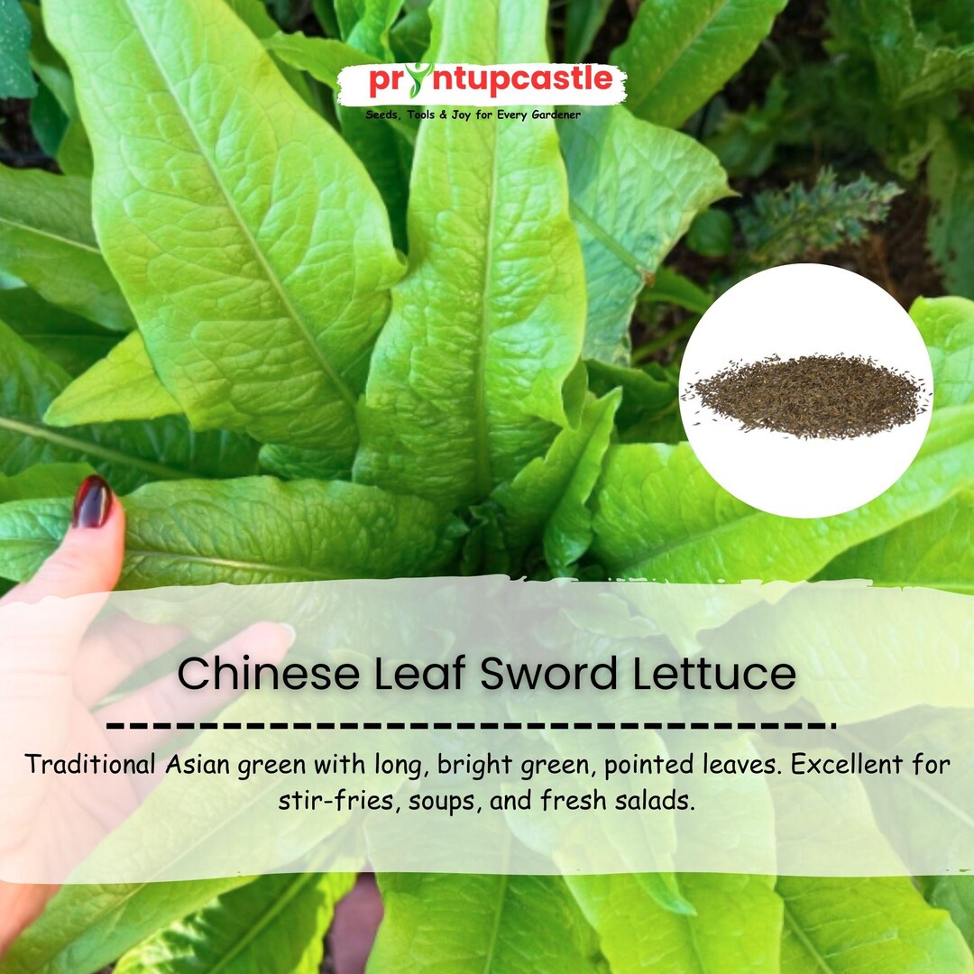200 Chinese Leaf Lettuce Seeds | Sword Pointed A Choy Lettuce | Non-gmo ...