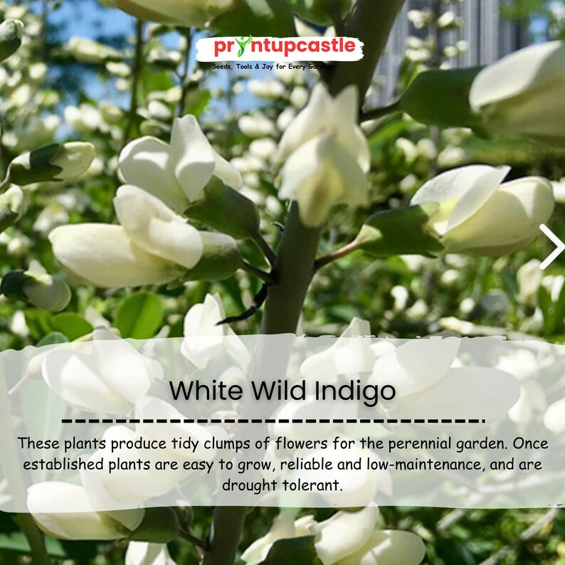 White Wild Indigo Seeds | Baptisia Alba | Hardy Perennial Wildflower | 50 Seeds - Etsy