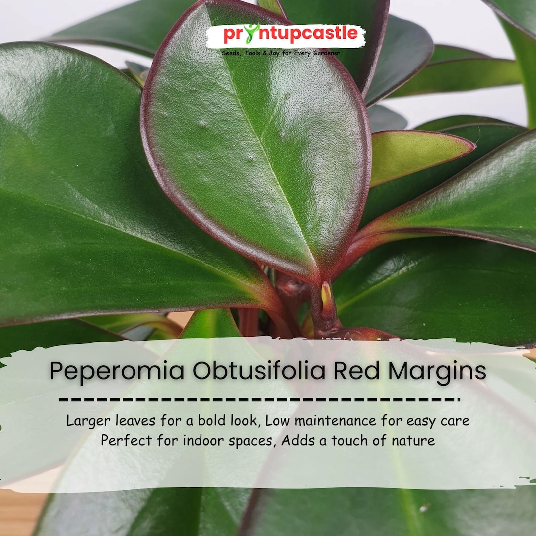 Peperomia Obtusifolia Red Margins | Low Maintenance Houseplant | Indoor ...
