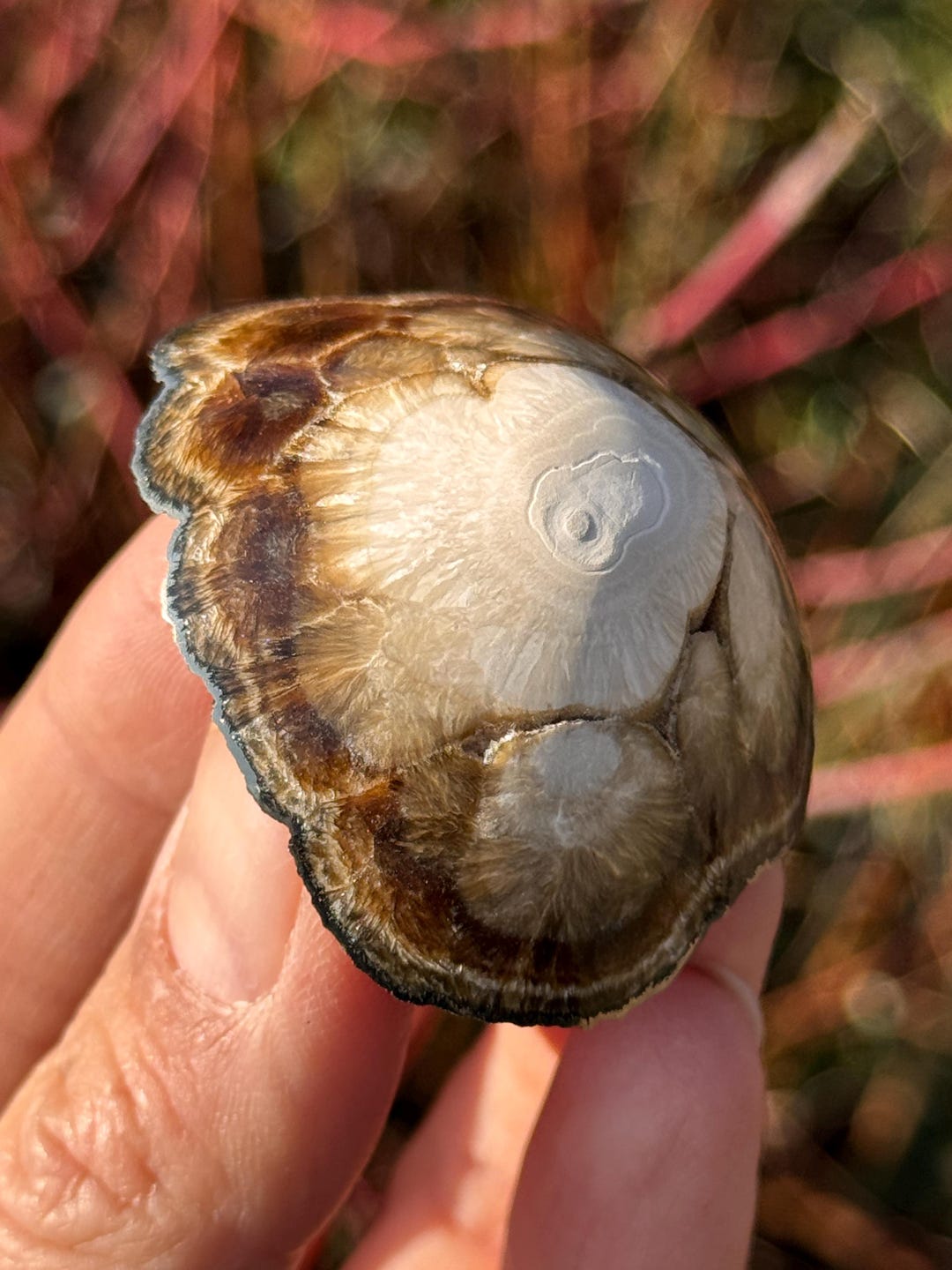 Polished Barite | Baryte | Marcasite | Pyrite Poland 2p-5 - Etsy