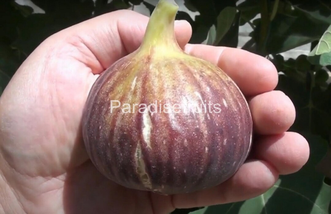 Fig Brazilian -wonderful Variety (4 Strong Fresh Cuttings) - Etsy Canada