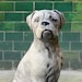 Concrete Boxer Statue Stone Dog Sculpture Handmade Dog Figurine ...