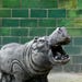 Stone Hippo Figurine Concrete Animal Statue Outdoor Wildlife Ornament ...