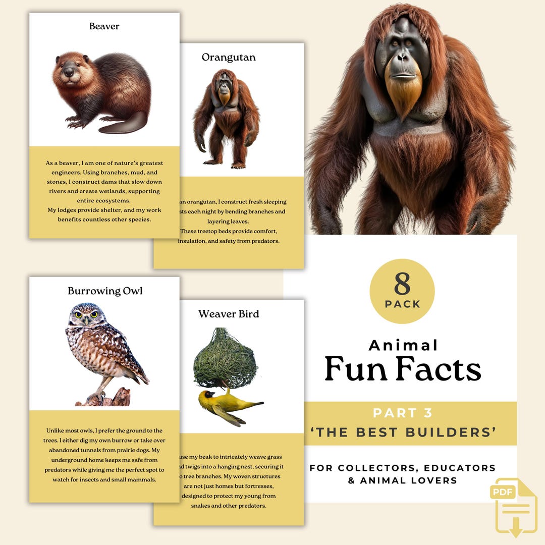 Animal Fun Fact Cards for Students and Adults, the Best Builders ...