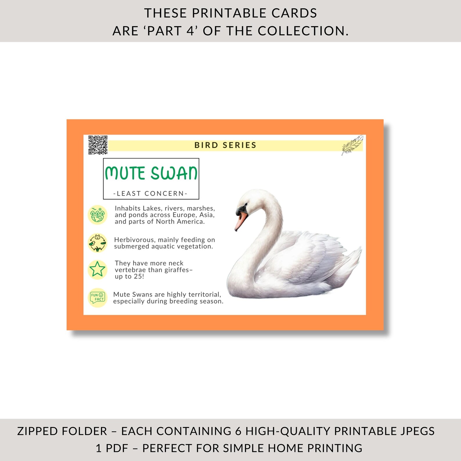 Educational Fact Cards, Birds, (part 4), for Teachers, Homeschool and ...