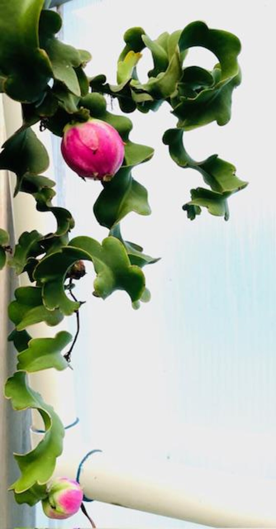 Curly Locks Orchid Cactus Cutting - Etsy