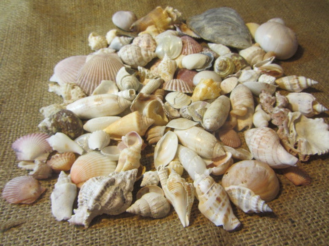 Large Lot Seashells, Crafting Sea Shell's, Display Shells, Hand Picked ...
