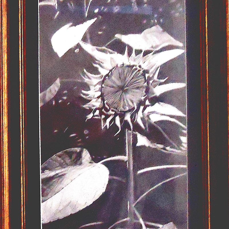 Sunflower Drawing - Etsy