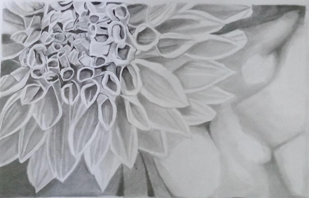 Original Graphite Floral Drawing: Unframed Flower Art (16.5x10.5 Inch ...