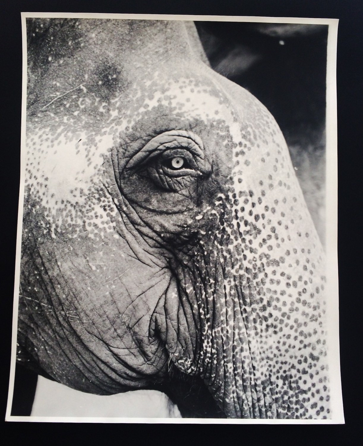 Silver Gelatin, Selenium Toned, 16x20 Original Fiber Photographic Print ...