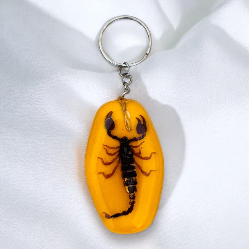 Authentic Moroccan Scorpion Key Rings in Resin – Real Scorpion • Insect ...