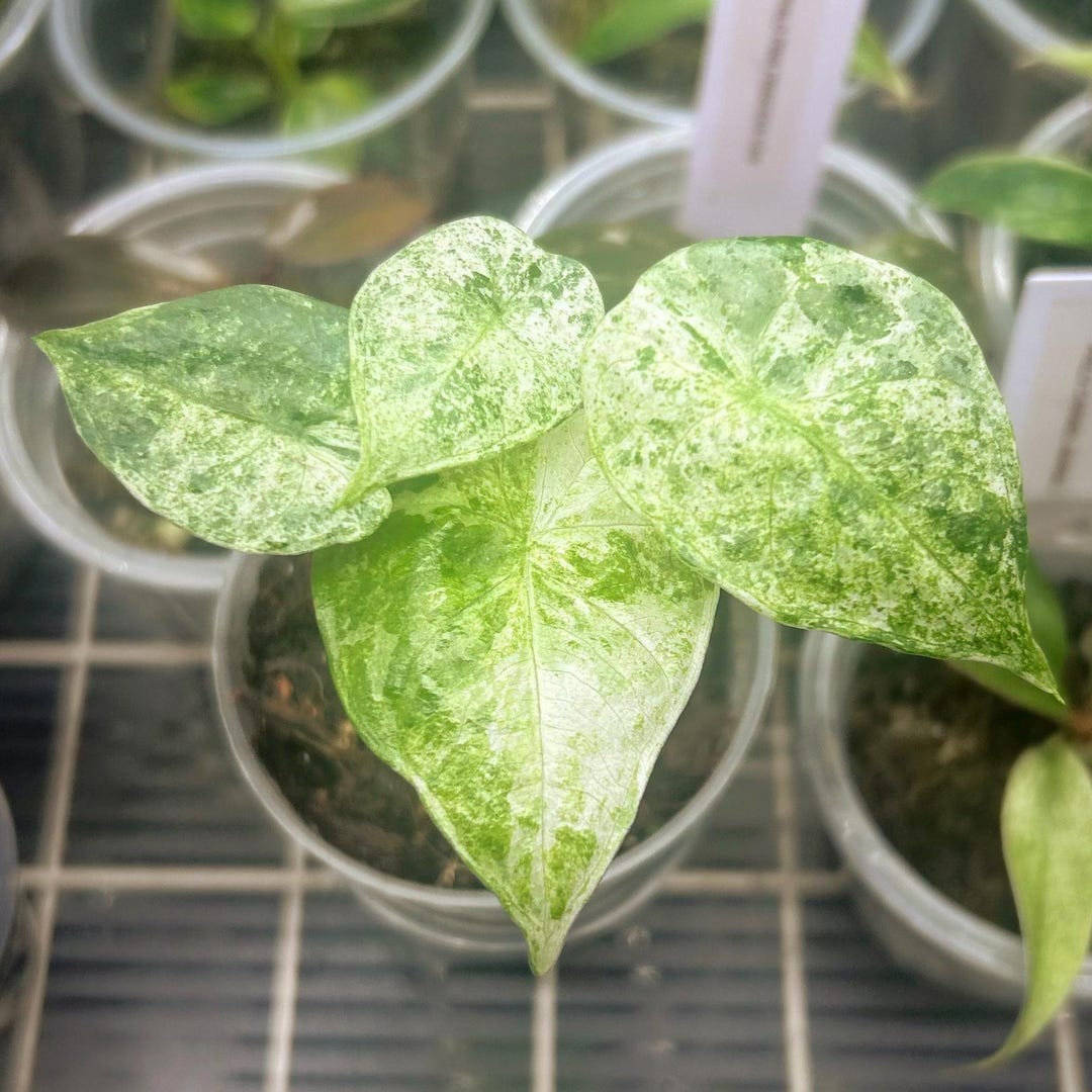 Alocasia Odora Batik Variegation - Etsy