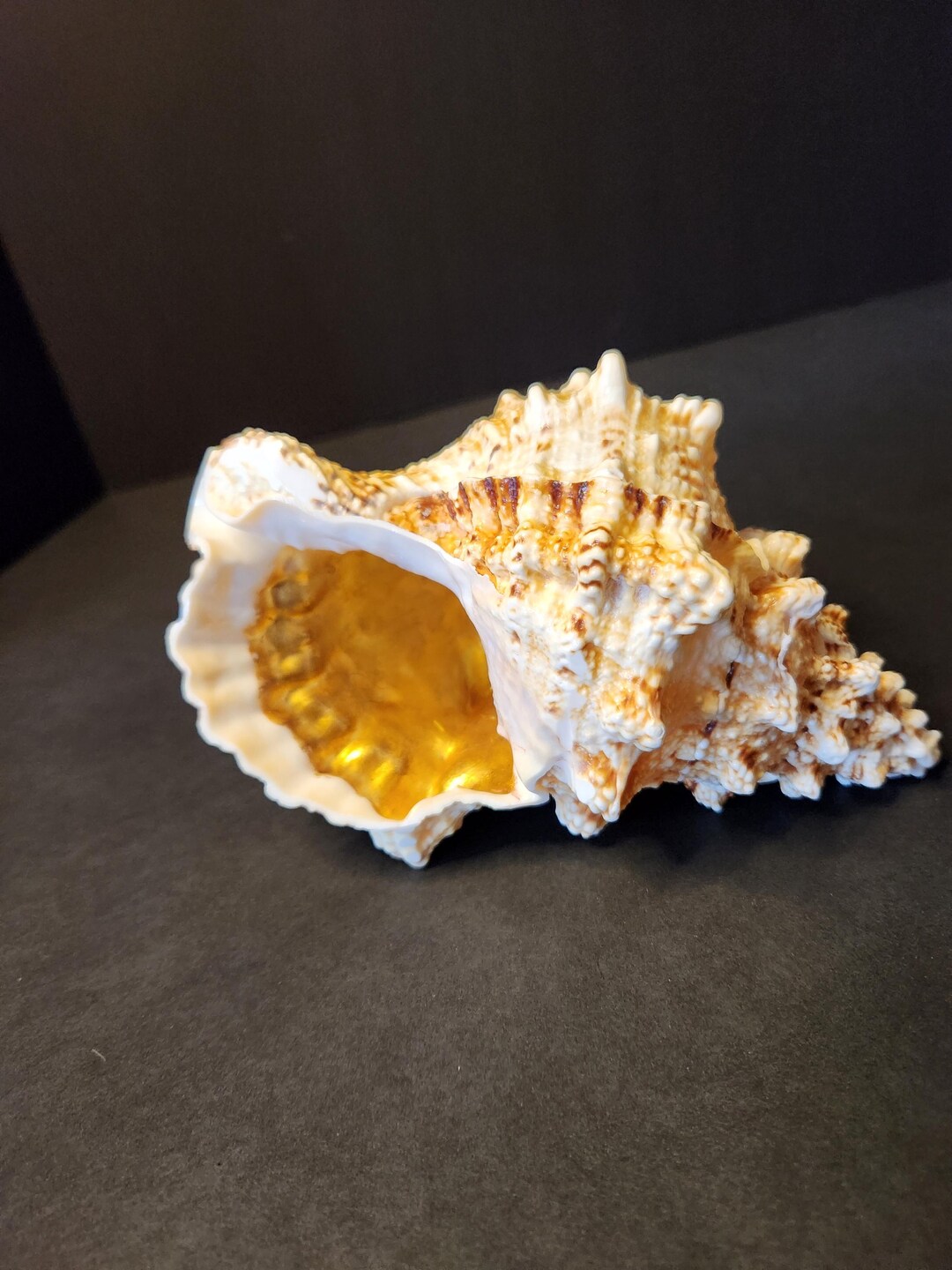 Conch Shell With 24k Gold Gilding - Etsy