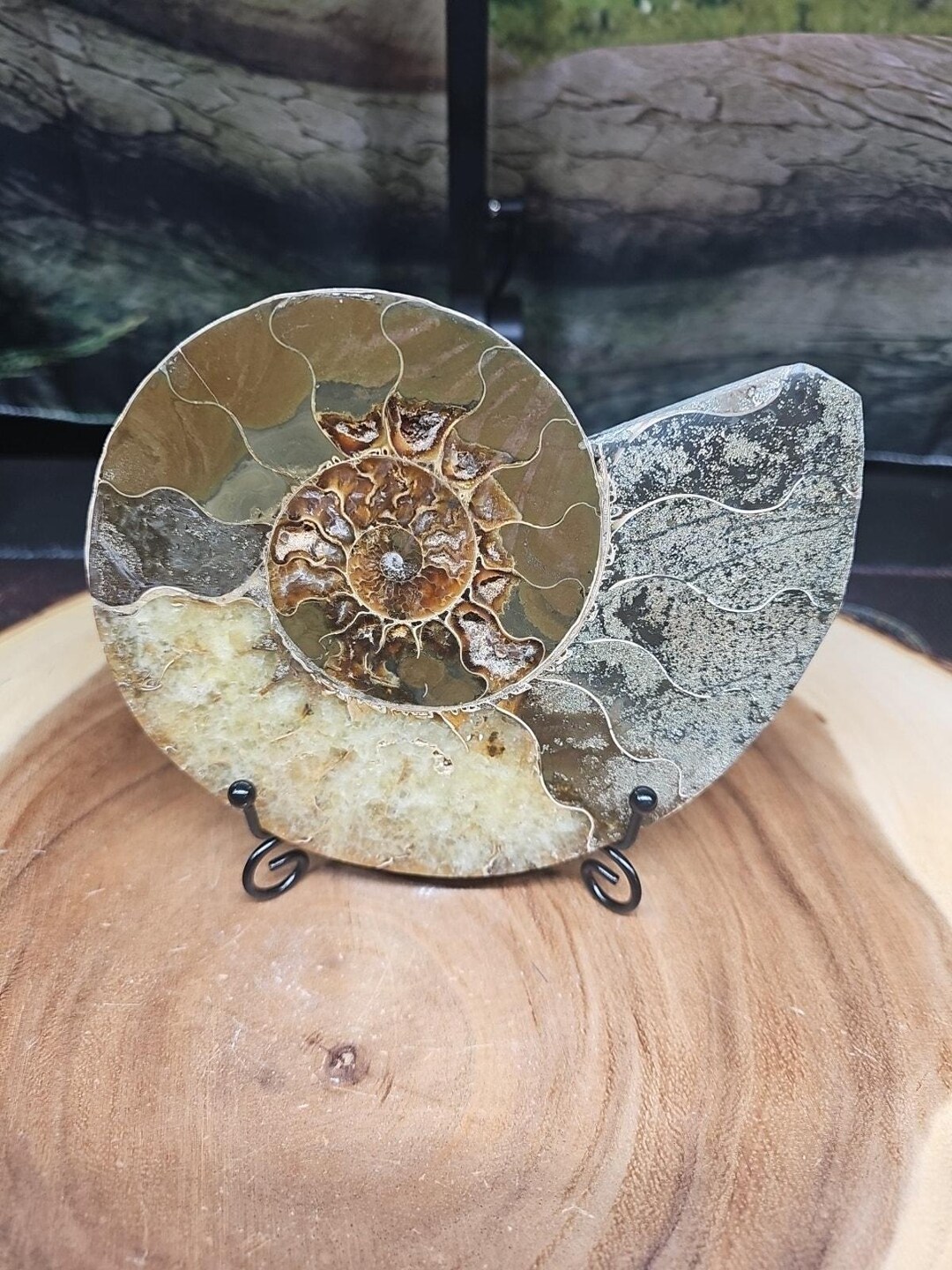 Large Ammonite Fossil Specimen With Display Stand - Natural Prehistoric ...