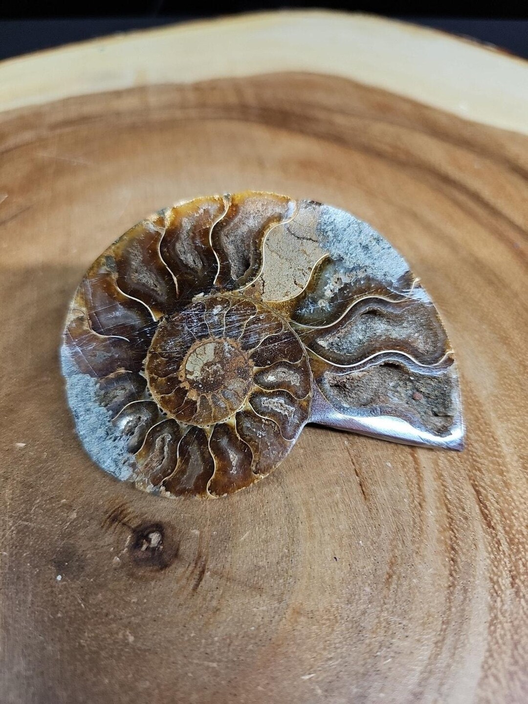 Ammonite Fossil Small 52g - Etsy