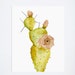 Watercolor Cacti 01 Prickly Pear Cactus Floral Prints 11 X 14 ...