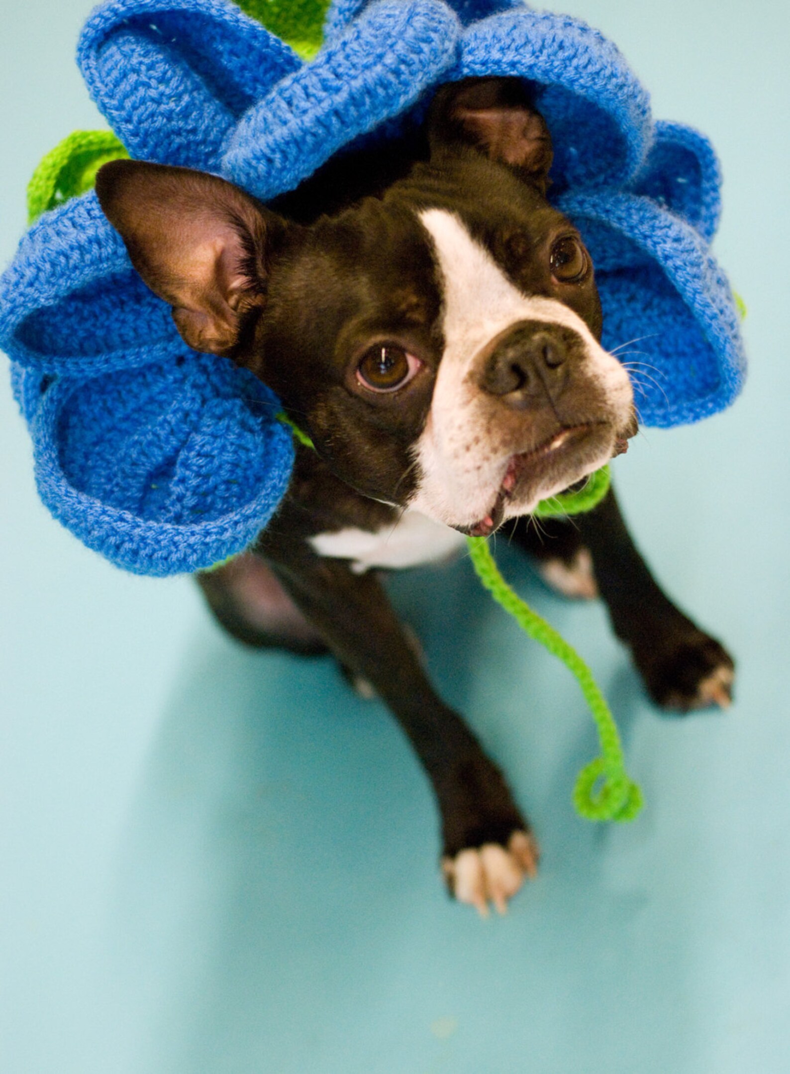 Crochet Flower Dog Collar Costume Clothing Halloween - Etsy