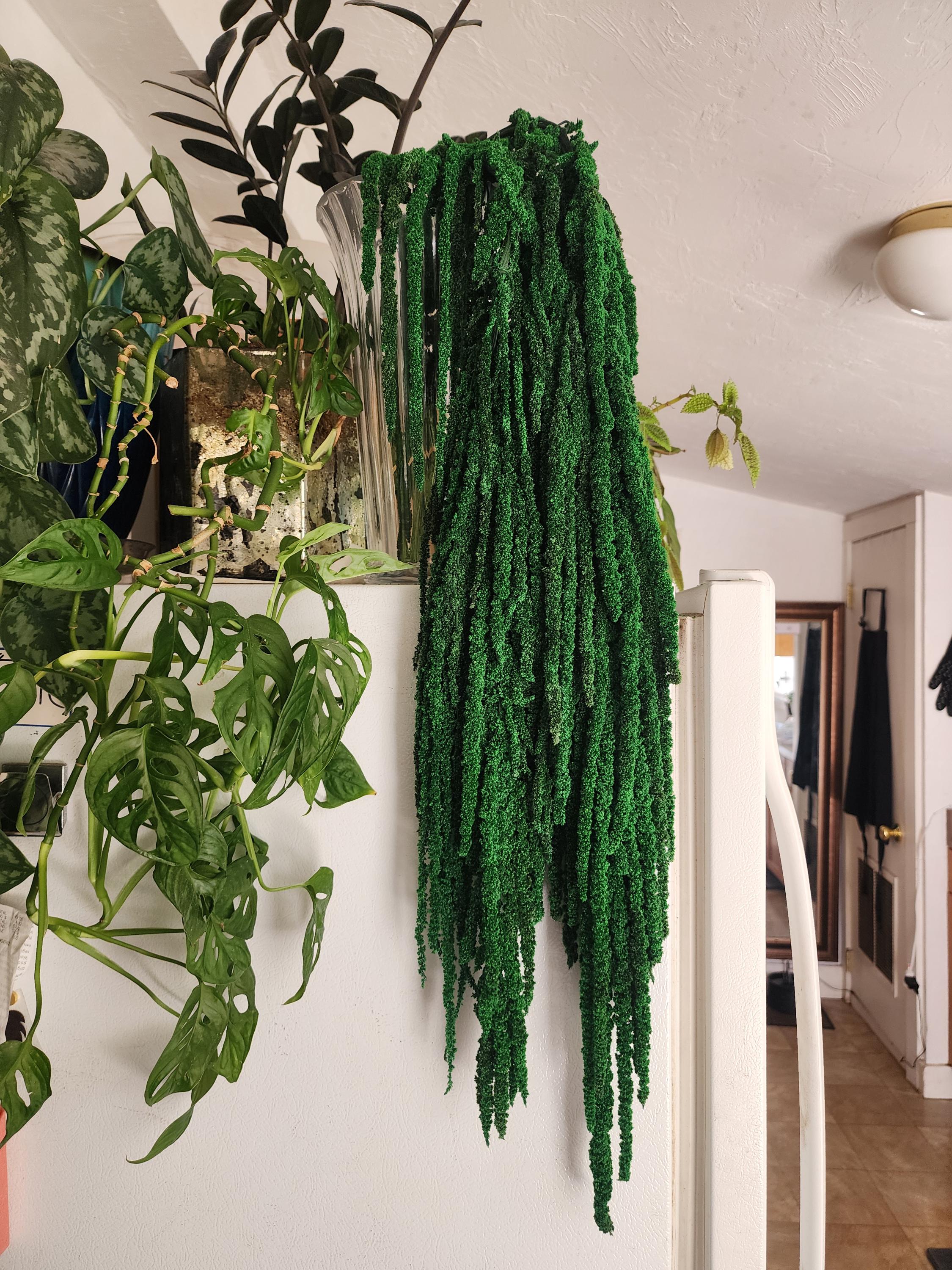 Preserved Dark Green C Hanging Amaranthus | Wedding Holiday Table Decor ...