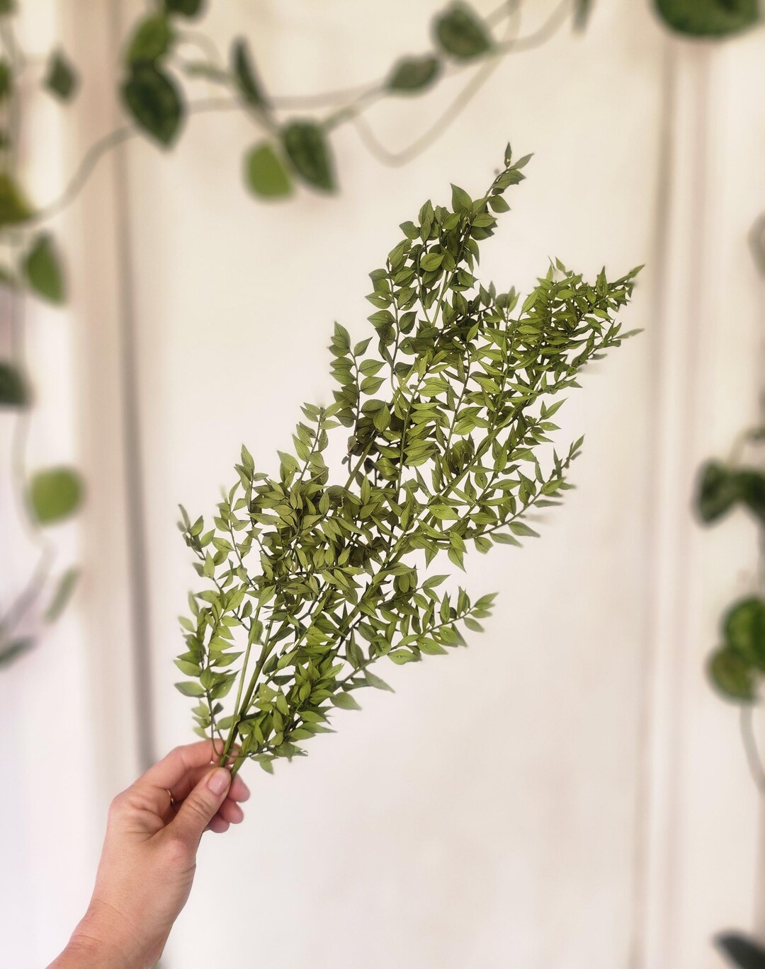 Preserved REAL Italian Ruscus Fresh Green | Wedding Bouquet Fill ...