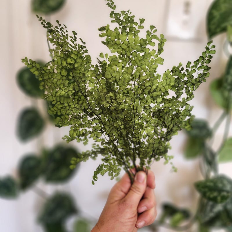 Dried and Preserved Fern - Etsy