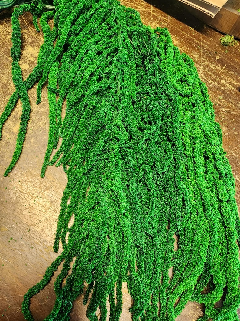 Preserved Dark Green C Hanging Amaranthus | Wedding Holiday Table Decor ...
