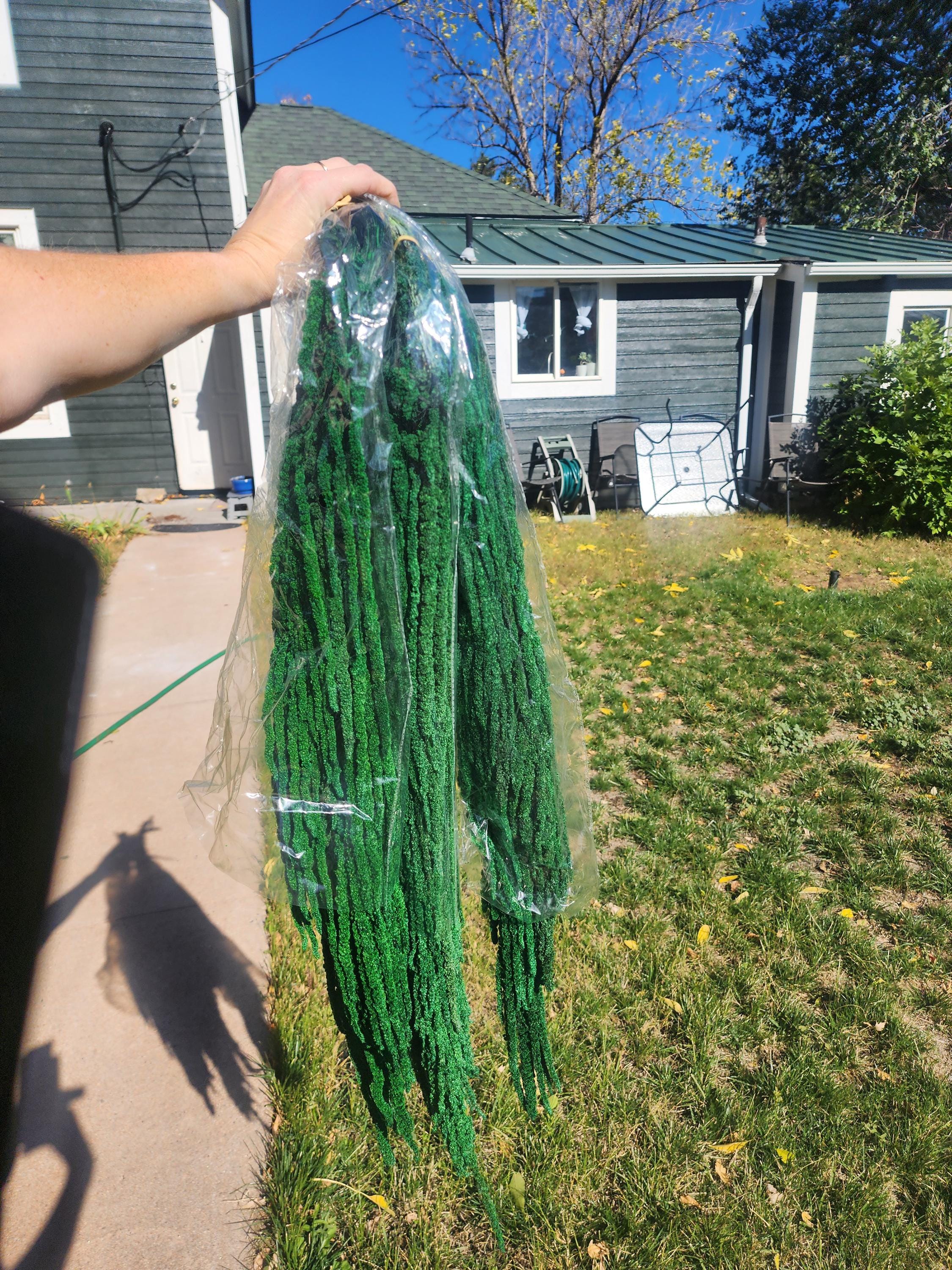Preserved Dark Green C Hanging Amaranthus | Wedding Holiday Table Decor ...