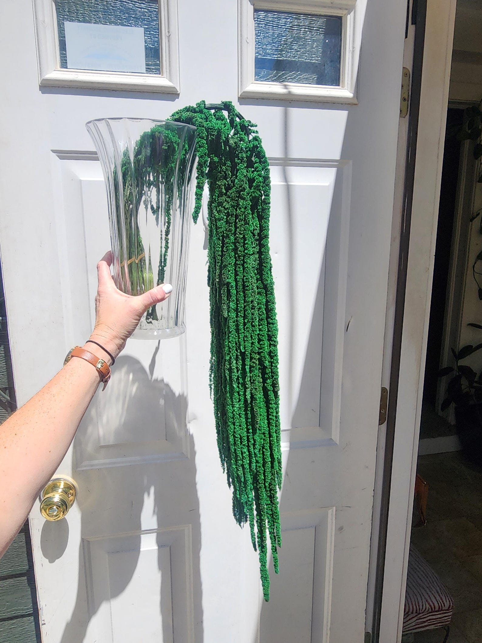 Preserved Dark Green C Hanging Amaranthus | Wedding Holiday Table Decor ...