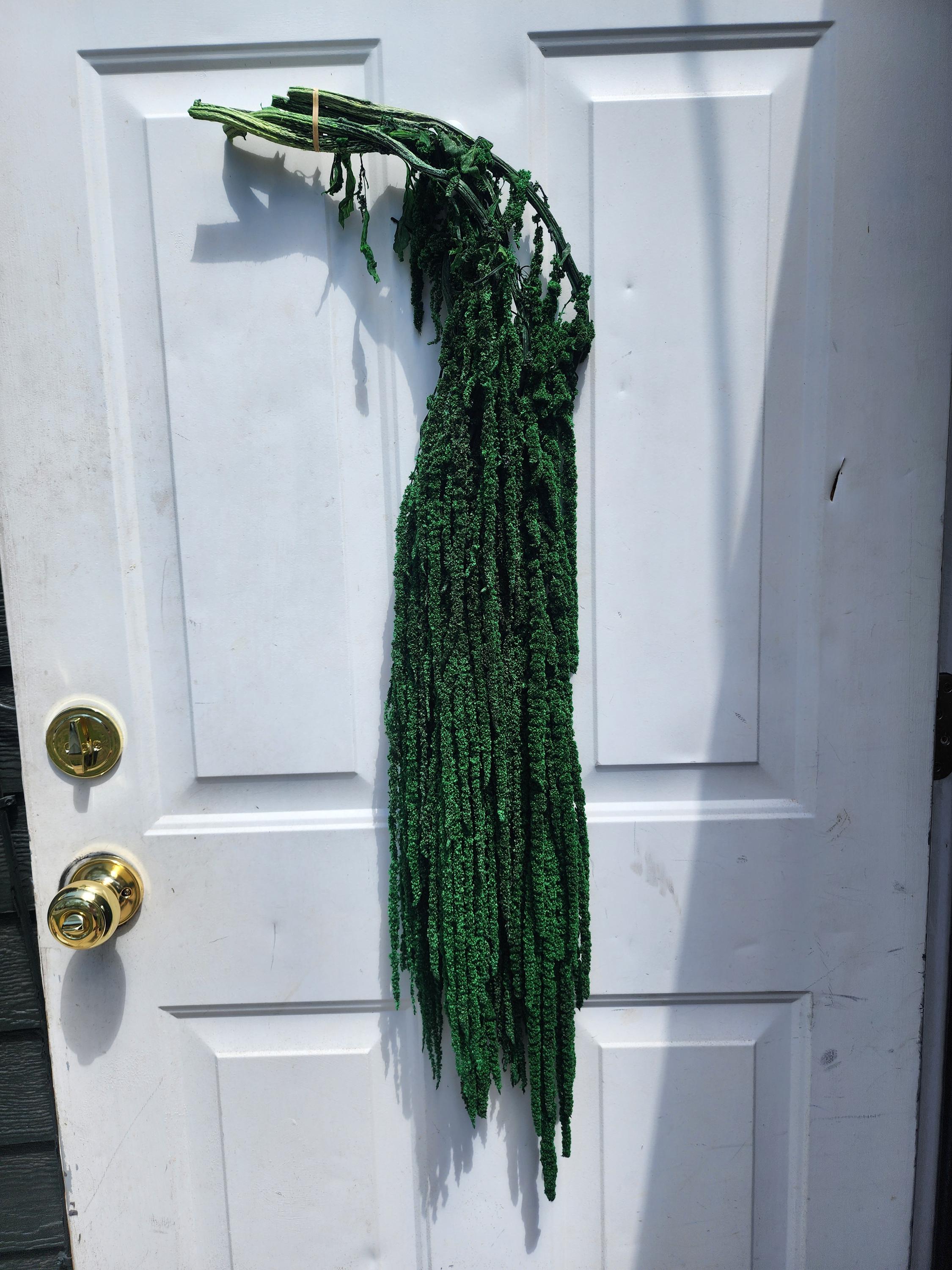 Preserved Dark Green C Hanging Amaranthus | Wedding Holiday Table Decor ...