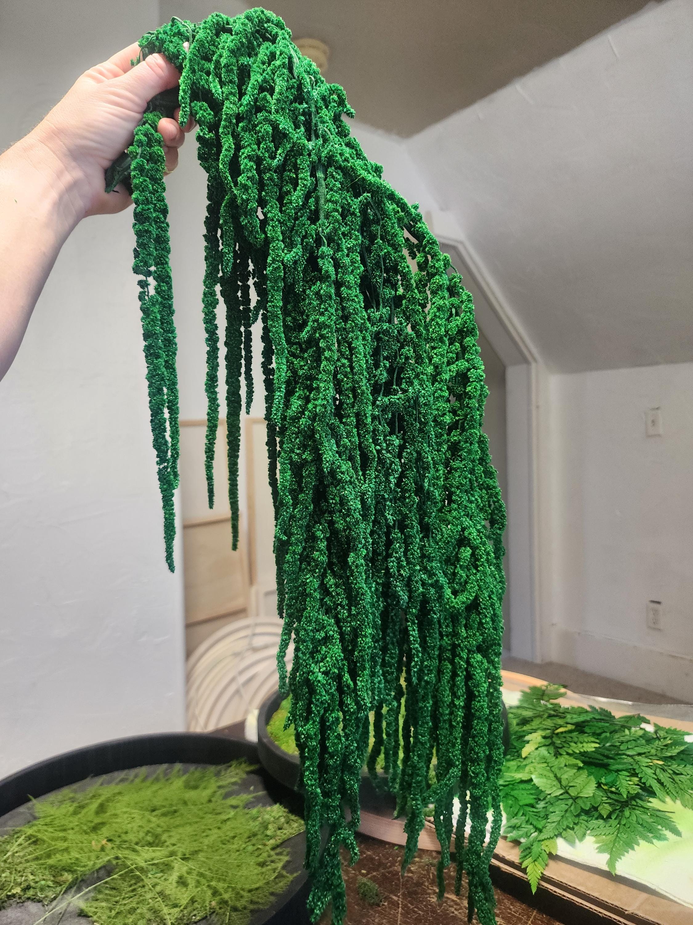 Preserved Dark Green C Hanging Amaranthus | Wedding Holiday Table Decor ...
