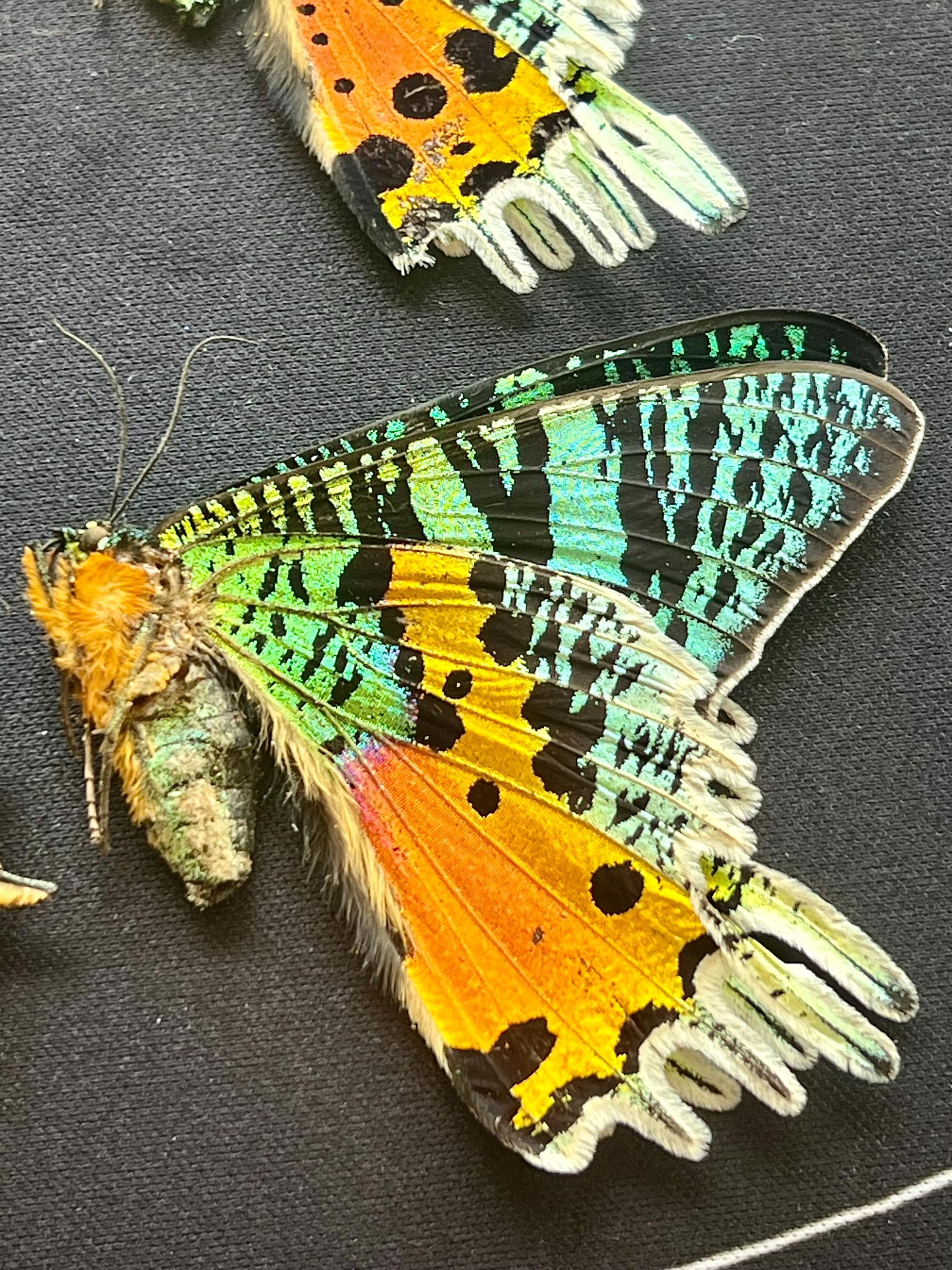 Pack of 5 Real Preserved Madagascan Sunset Moths (urania Ripheus ...