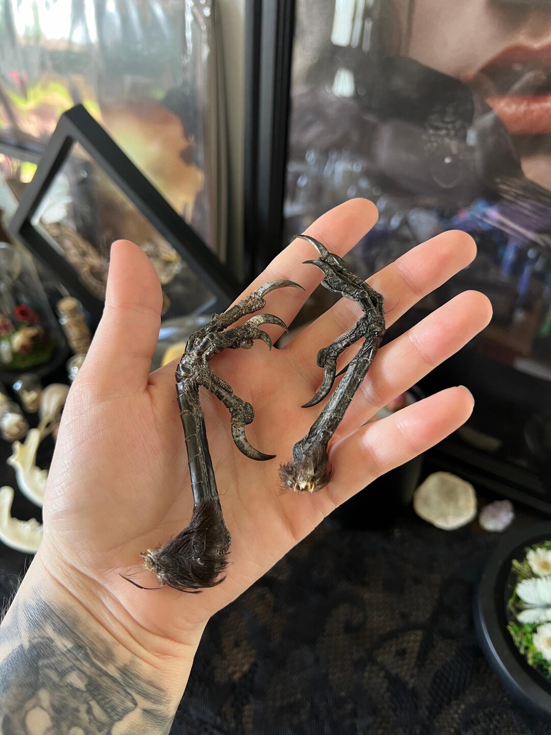 Crow Feet | Choose Single Foot or a Pair | Corvid Feet | English Crow ...