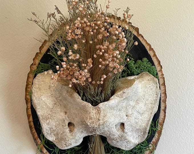 Bone Wall Decor / Oddities / Bone Art - Etsy