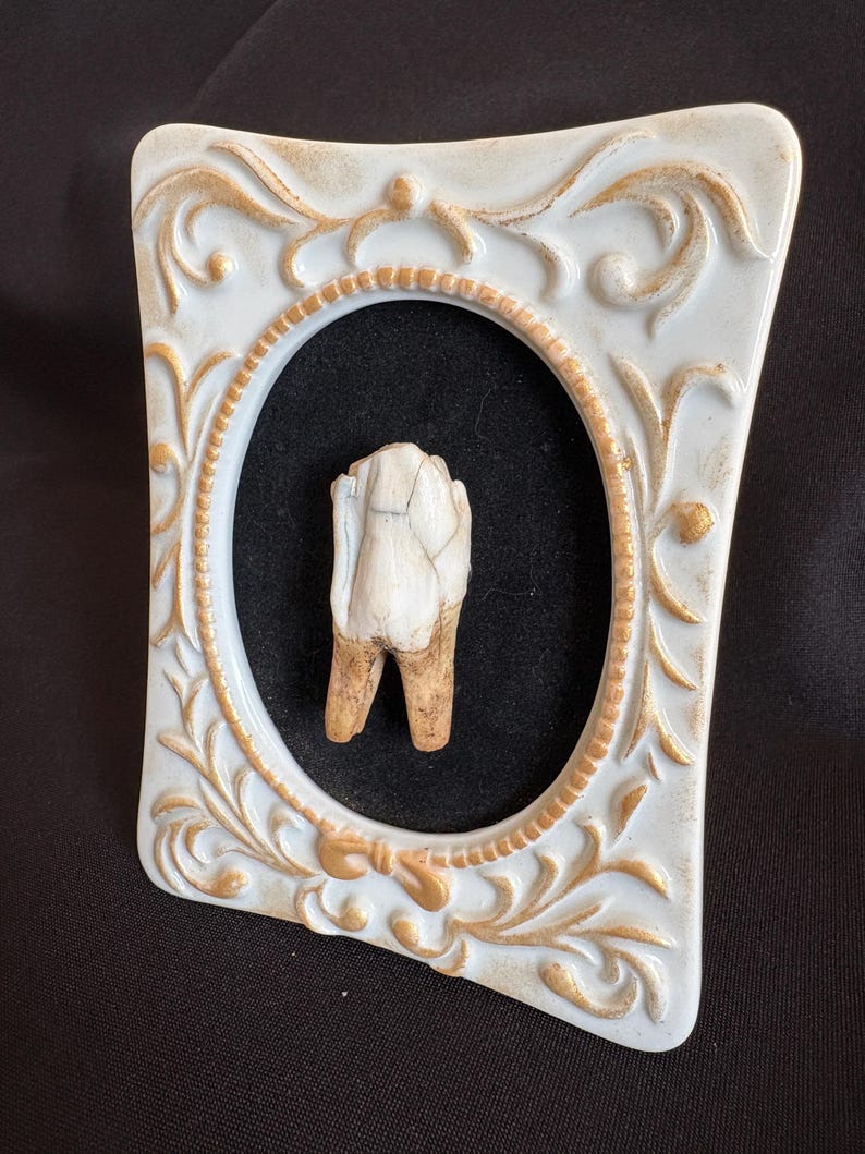 Cow Tooth in Frame - Etsy