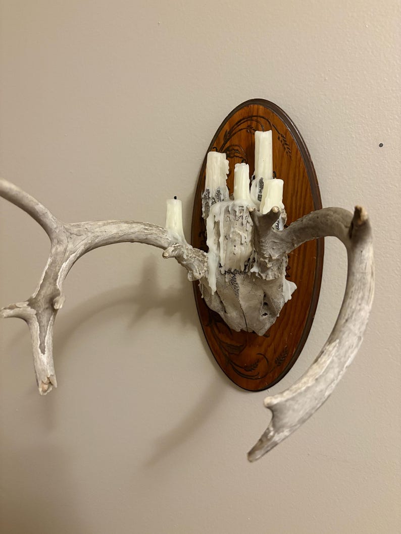 Real Deer Skull Taxidermy Display Sculpture / Home Decor / Oddities ...
