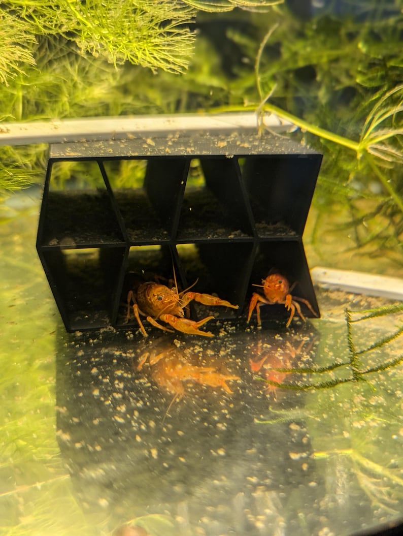 High-quality Crayfish Hotel/hide. Perfect for Dwarf Crayfish and Shrimp ...