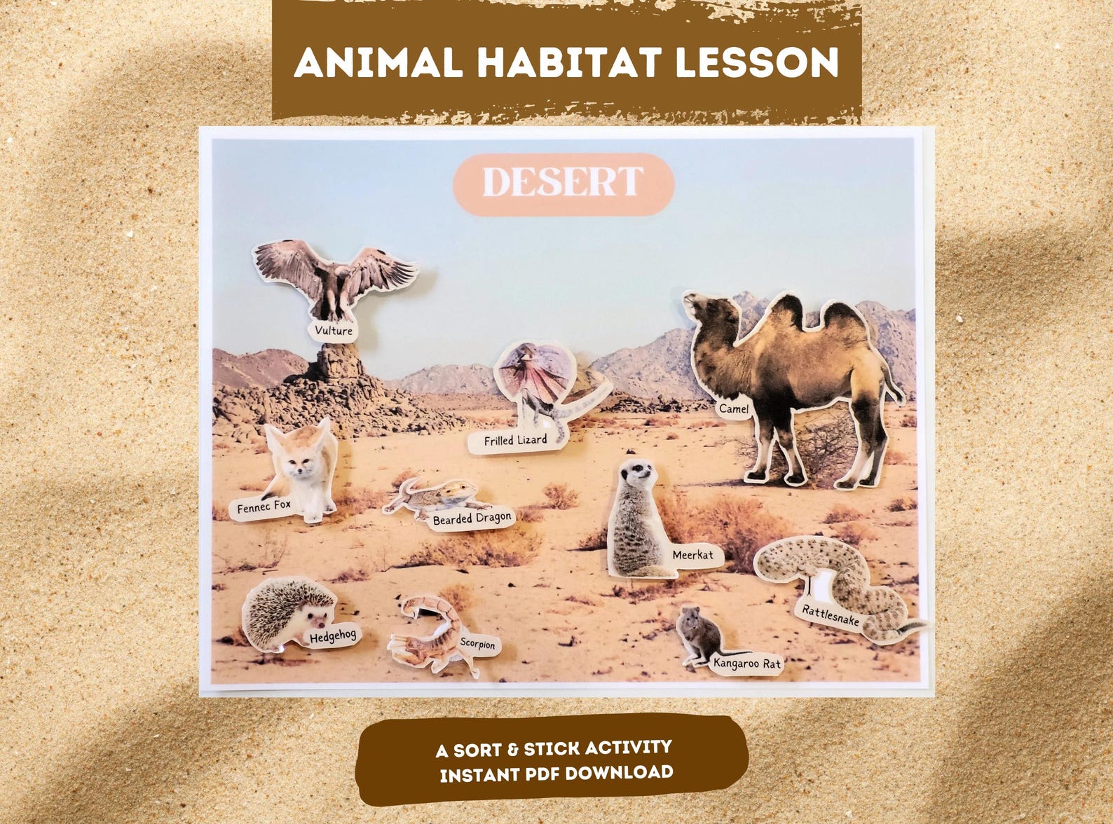 Desert Animals Sorting Activity Kindergarten Homeschool Biology Cut and ...